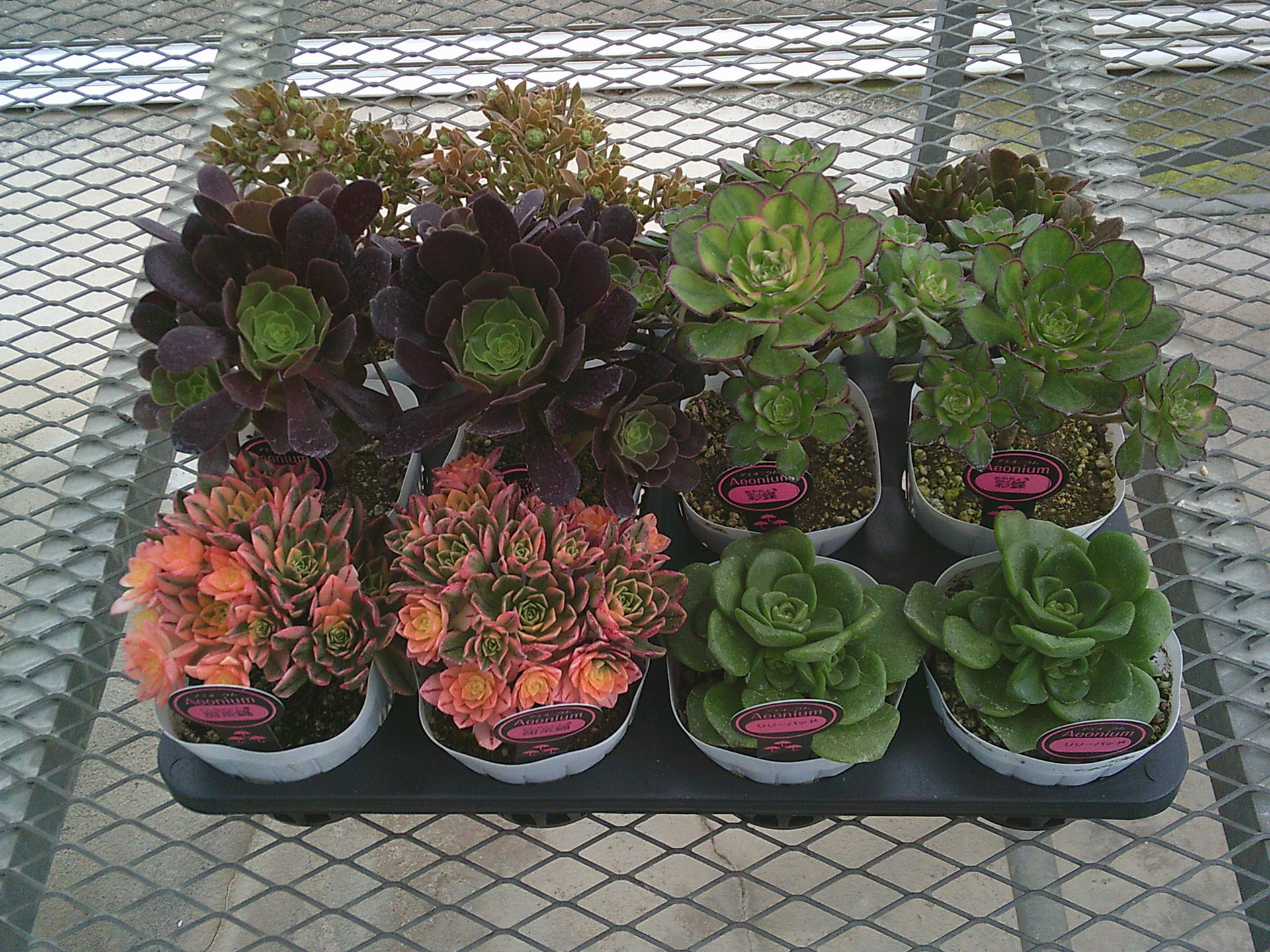 アエオニウムの出荷予報 7月1日火曜日～: ～ Sweet Flower O'Mine